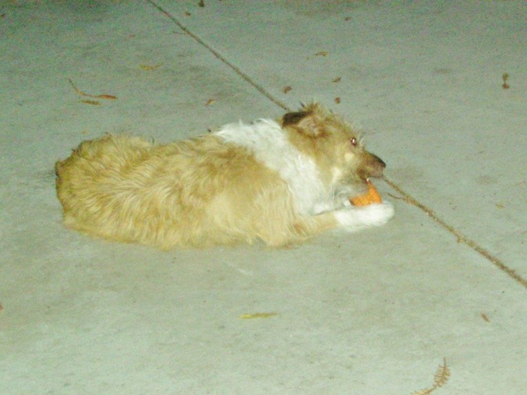 Sweet Potato Cheweez For Pups! - HappyCow