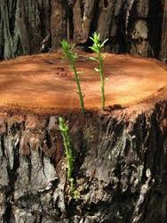 Photo Redwood stump sprouts - HappyCow