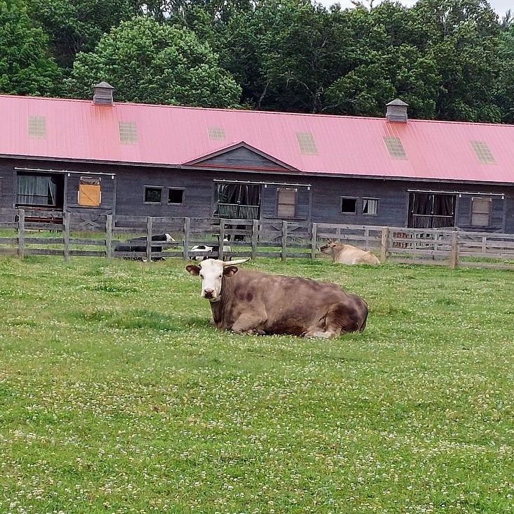 Vegan-bb-The-Gray-Barn - HappyCow