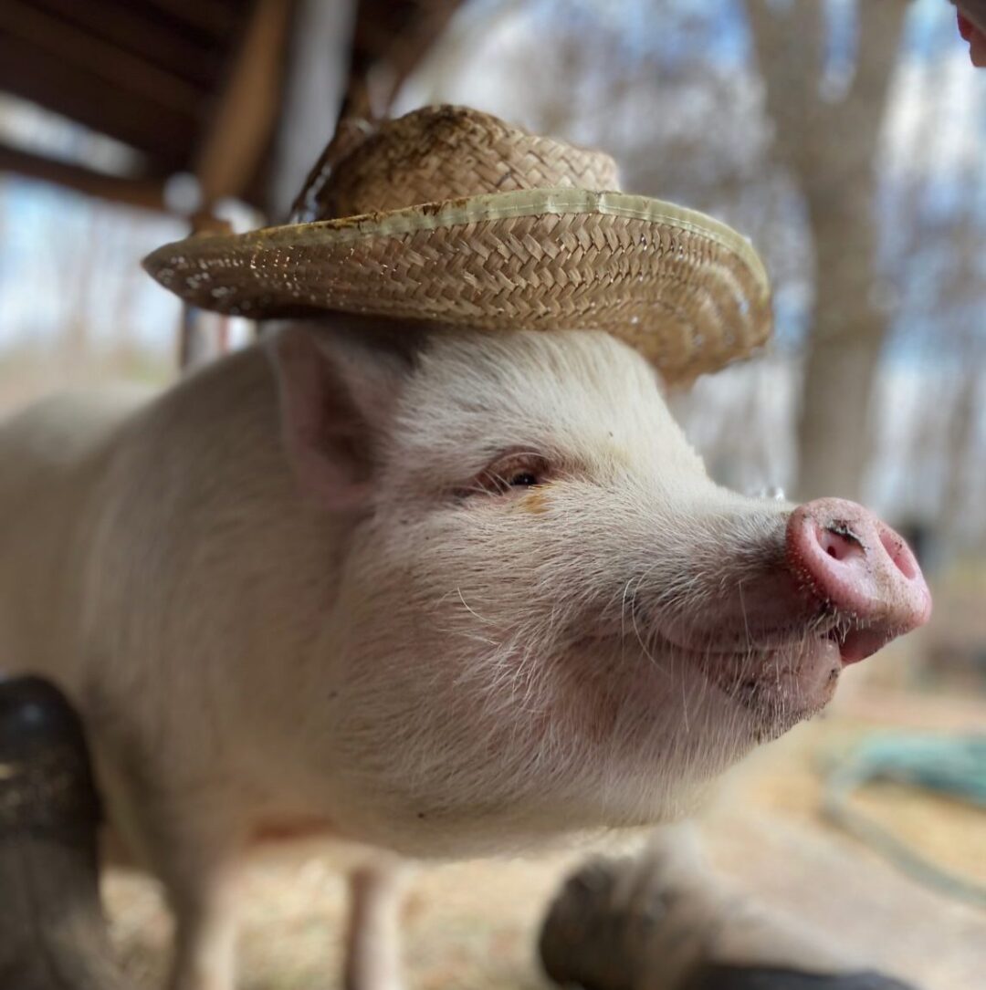 10 Farm Sanctuaries You Should Know About