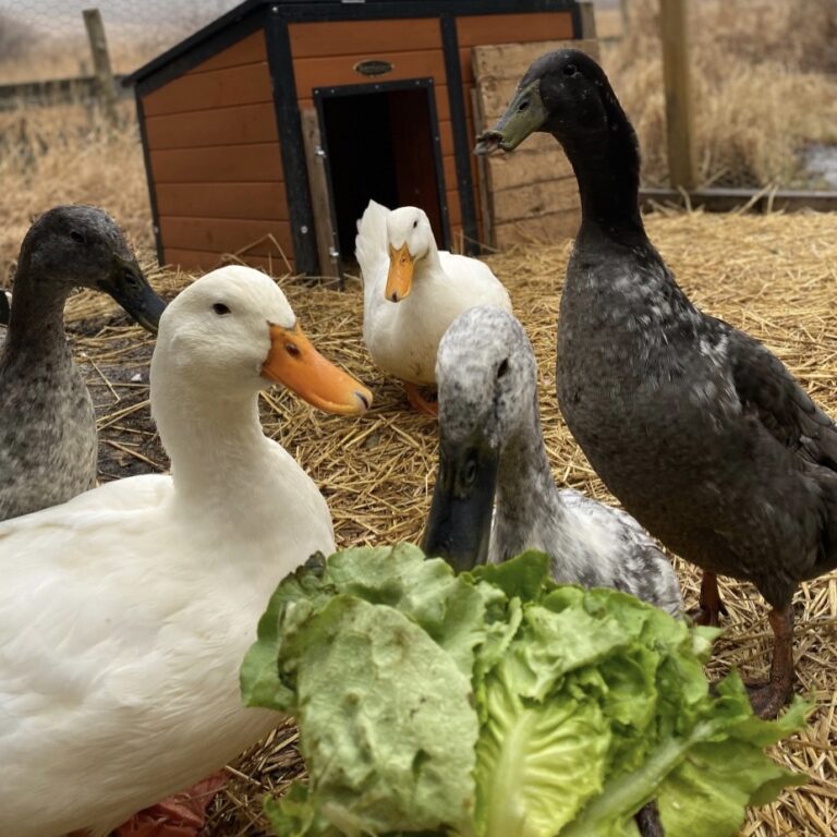 10 Farm Sanctuaries You Should Know About